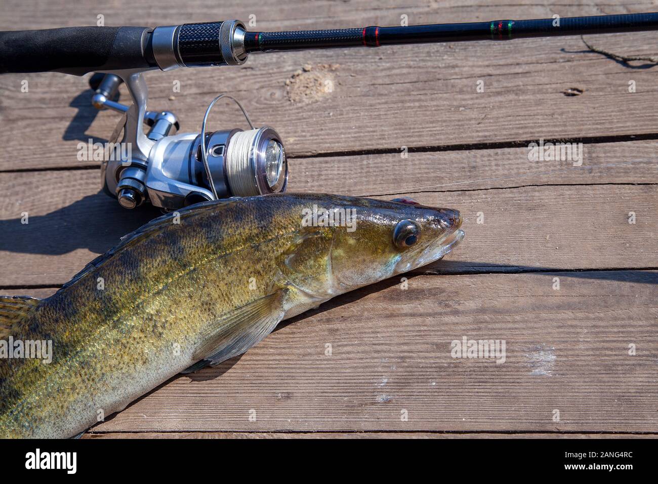 Fishing concept, trophy catch - big freshwater zander fish know as ...