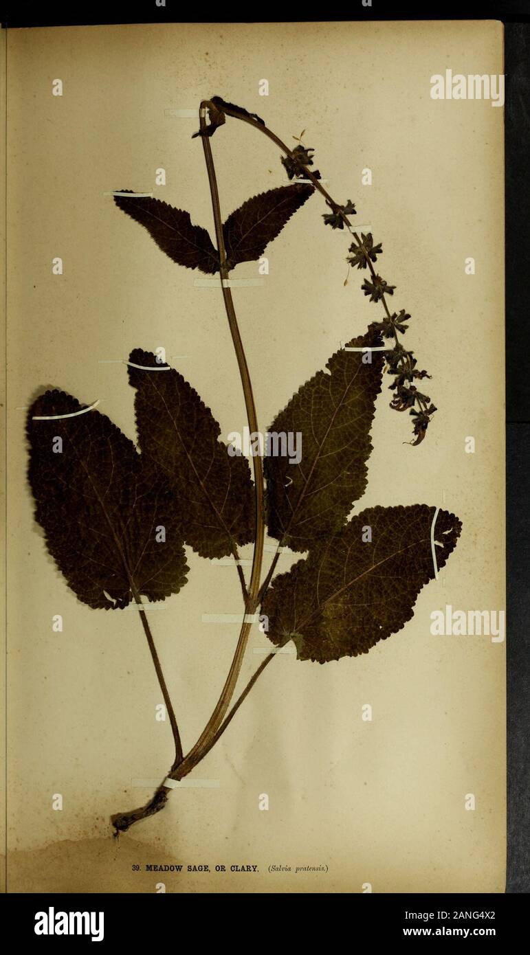 The British farmer's plant portfolio : specimens of the principal ...