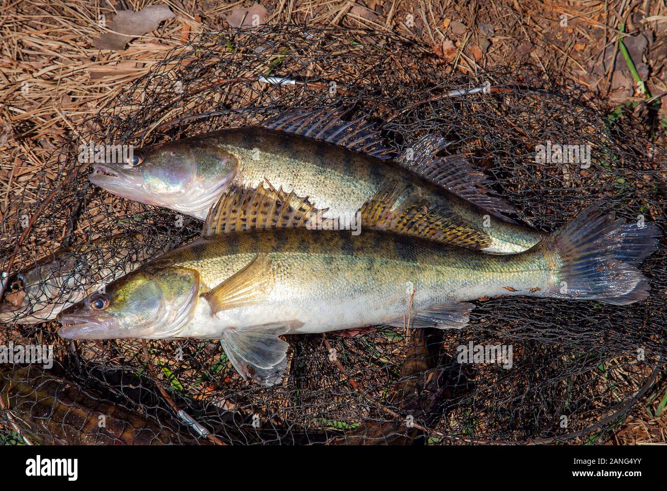 Fishing concept, trophy catch - two big freshwater zander fish know as ...