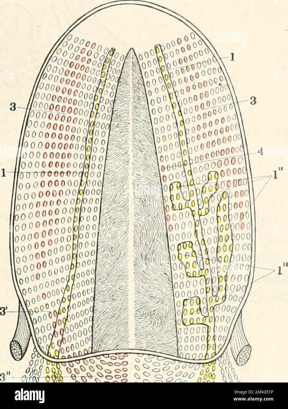 Contributions to the anatomy and development of the salivary glands in ...