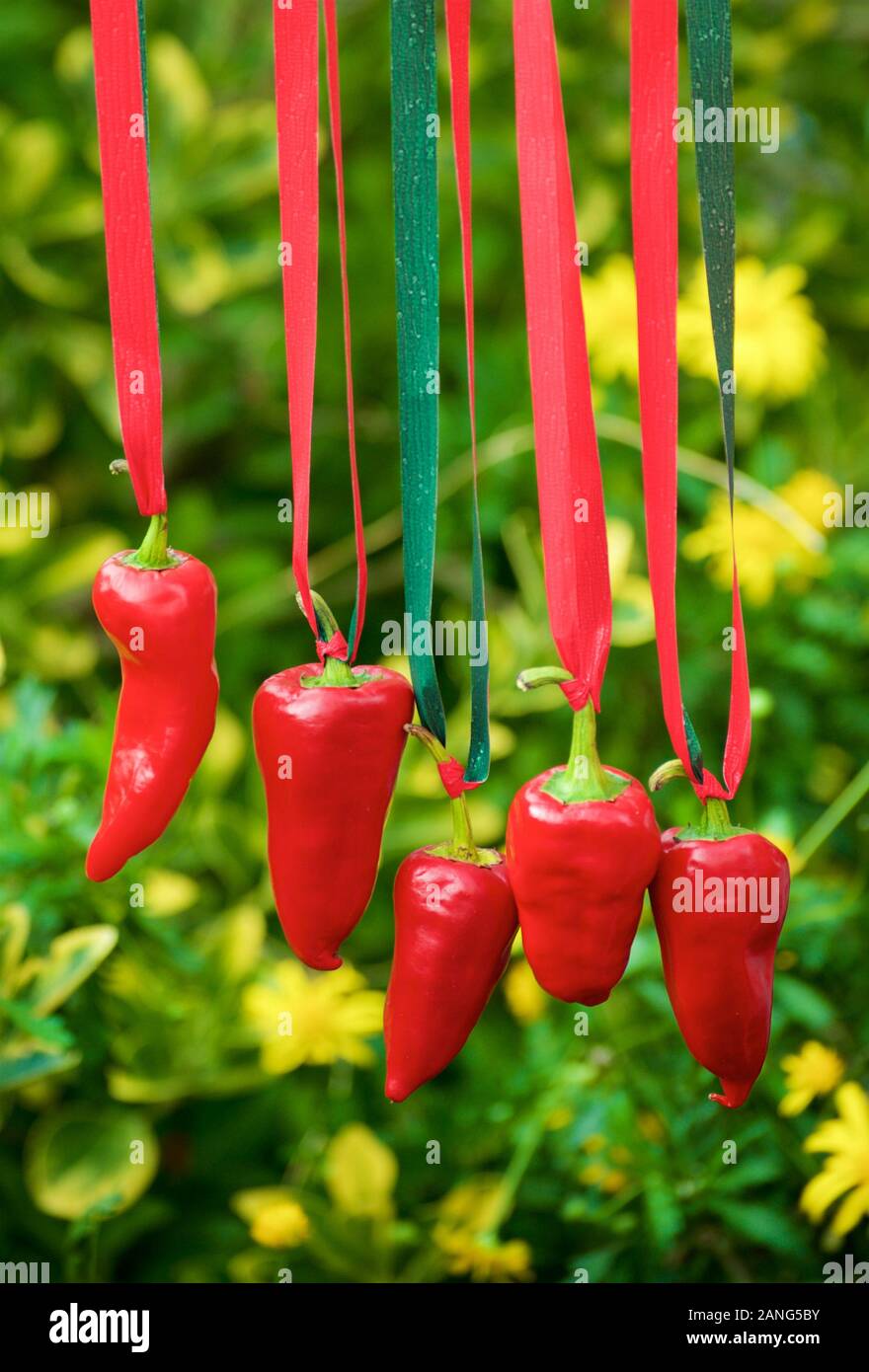 Red peppers on a rope as a symbol of the pepper festival in the town ...