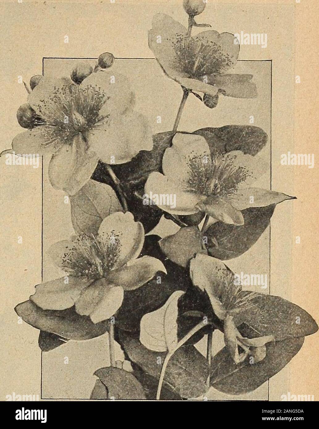 100 flowers hidden deep hi-res stock photography and images - Alamy