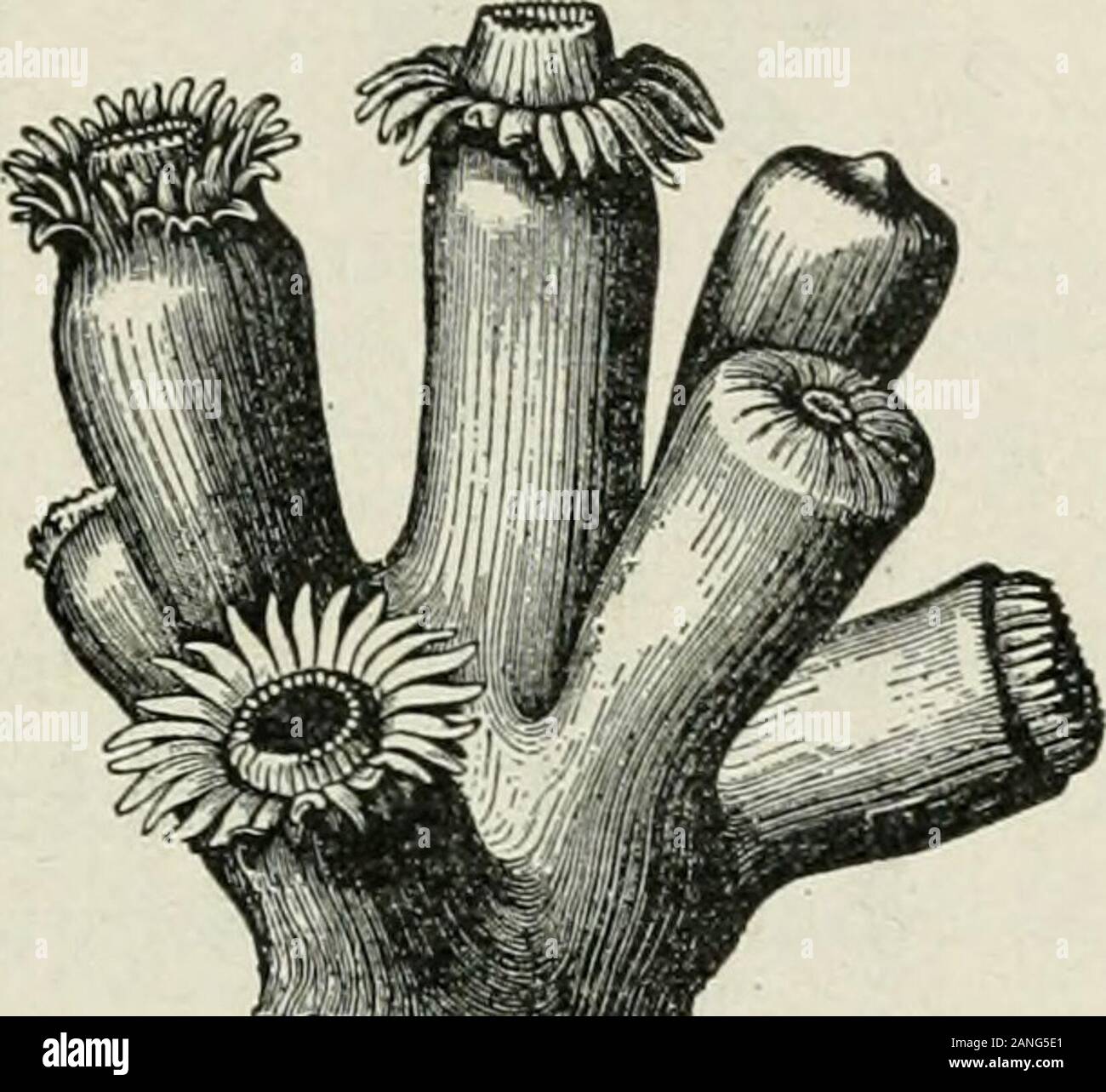 Coralpolyps hi-res stock photography and images - Alamy