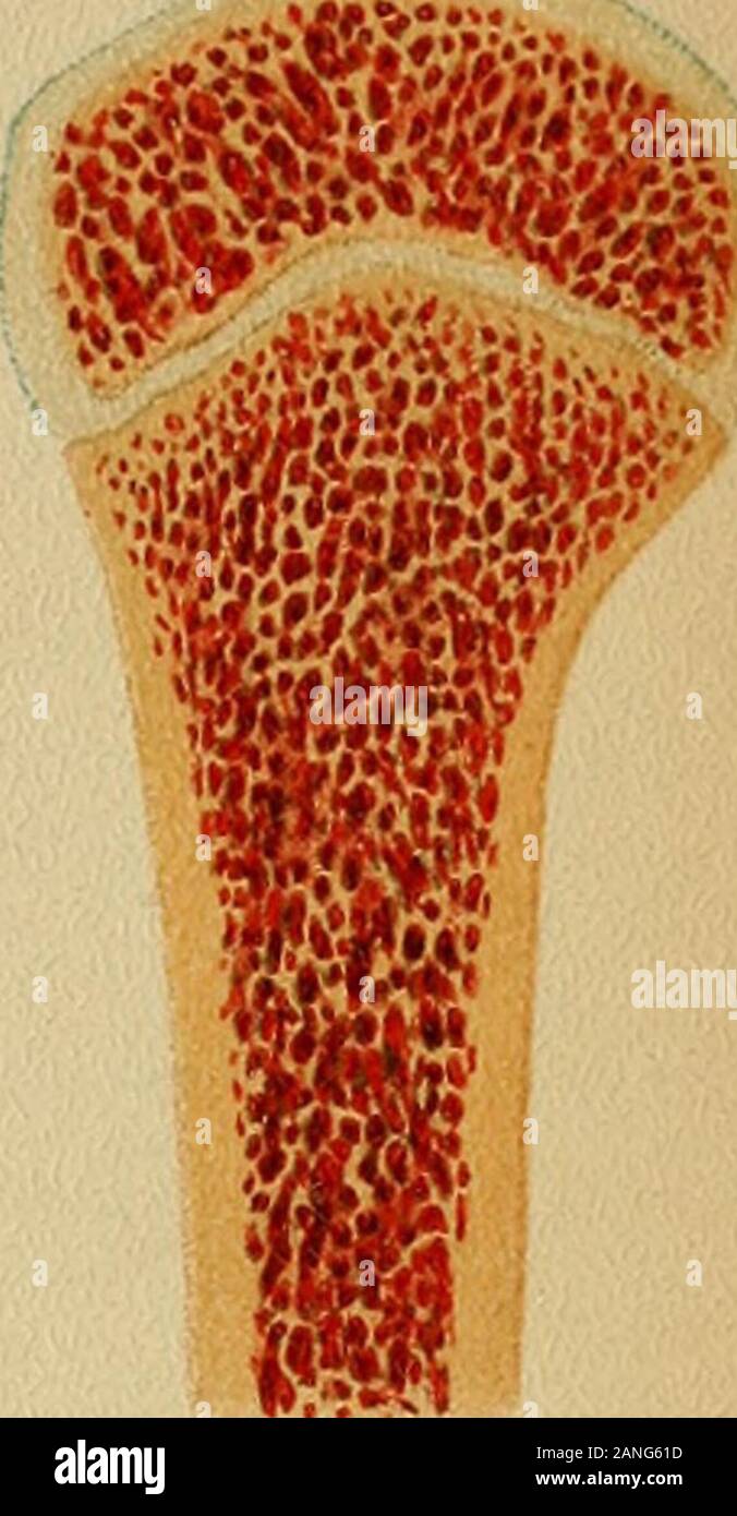 Surgical atlas hi-res stock photography and images - Alamy