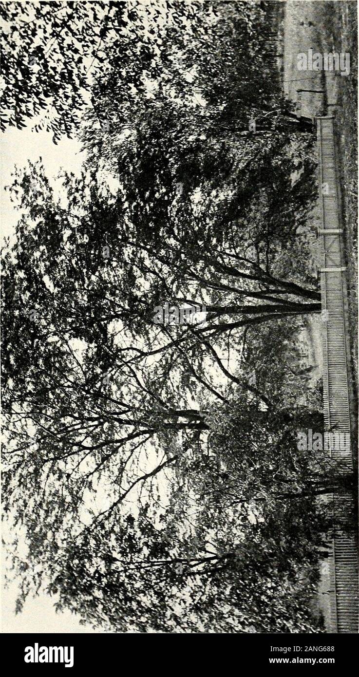 Brood patch hi-res stock photography and images - Alamy