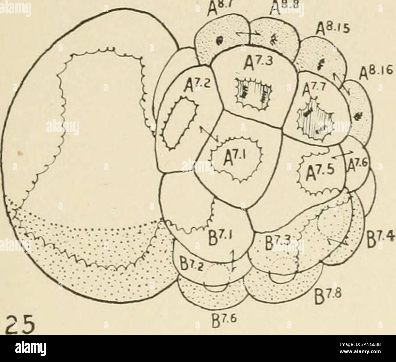 4 cell stage embryo hi-res stock photography and images - Alamy