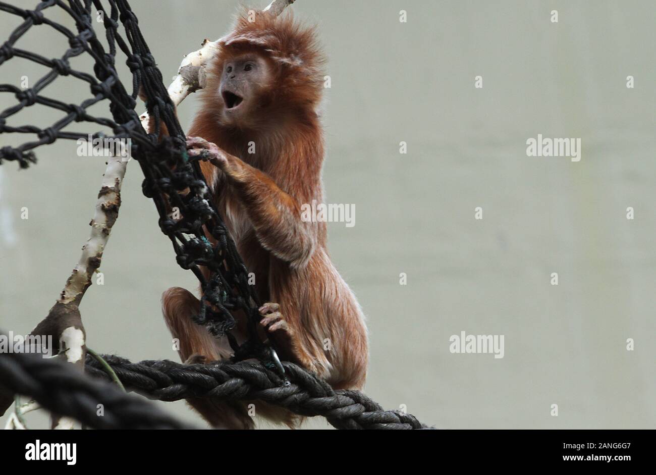 Jerusalem biblical zoo hi-res stock photography and images - Alamy