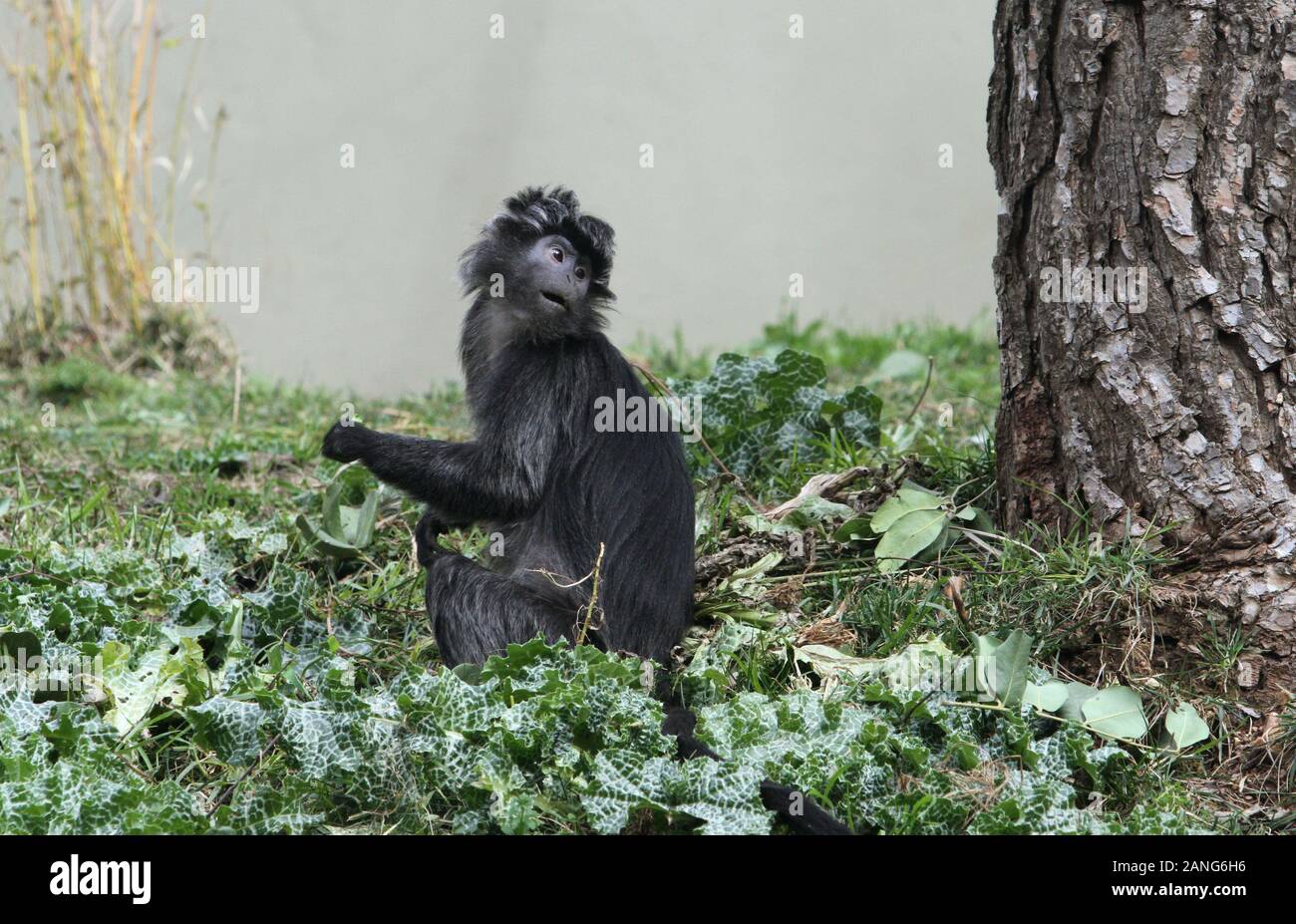 Jerusalem biblical zoo hi-res stock photography and images - Alamy