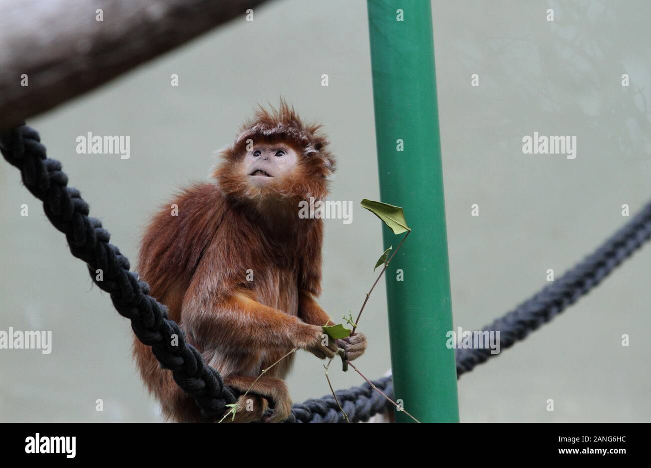 Jerusalem biblical zoo hi-res stock photography and images - Alamy