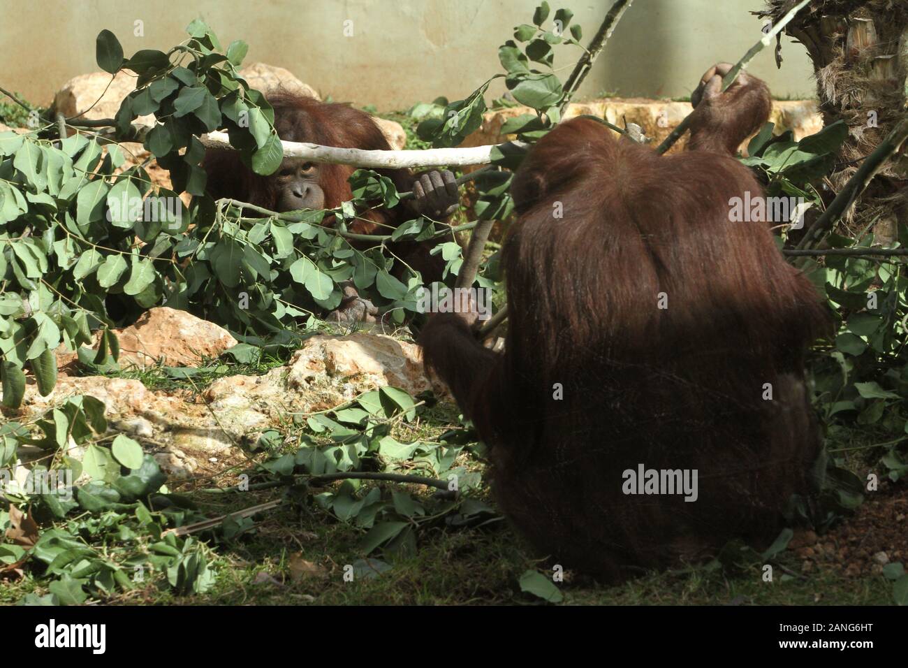 Jerusalem. 16th Jan, 2020. A Bornean orangutan couple are seen at the ...
