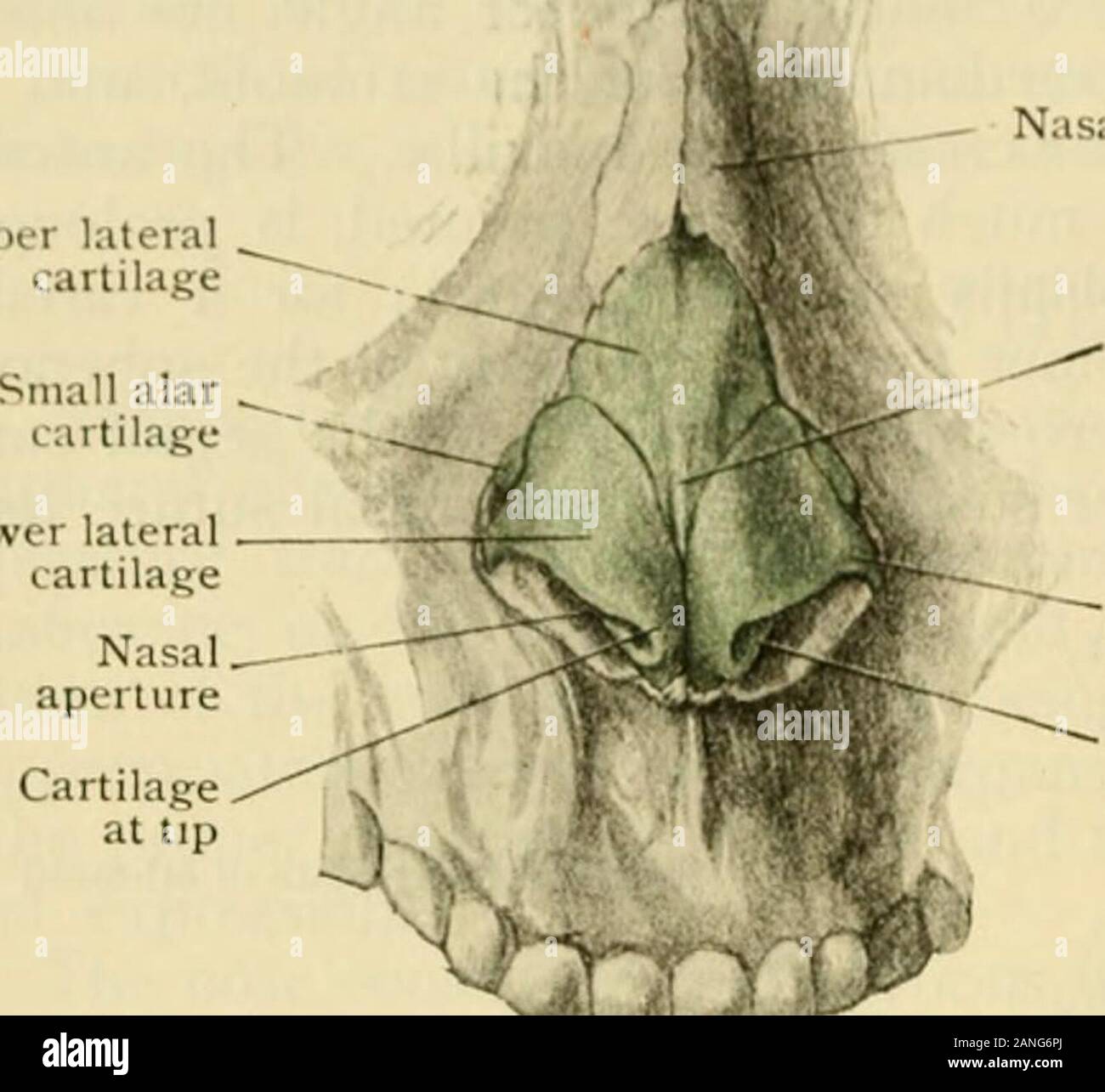 Human anatomy, including structure and development and practical ...