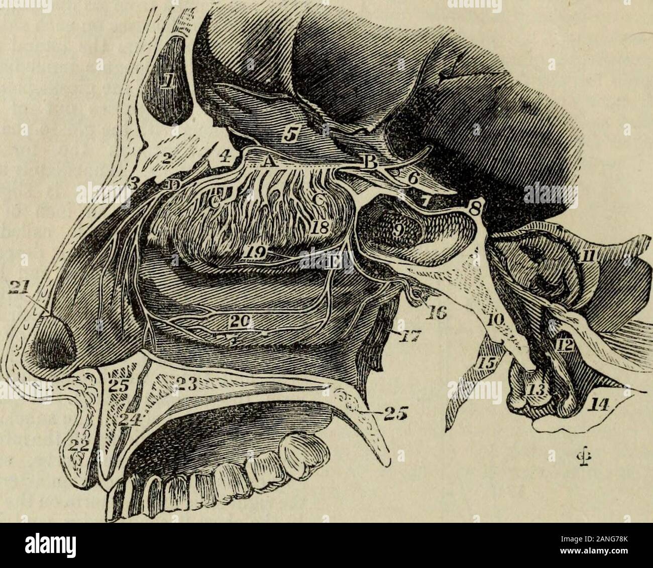 Pneumogastric nerve hi-res stock photography and images - Alamy