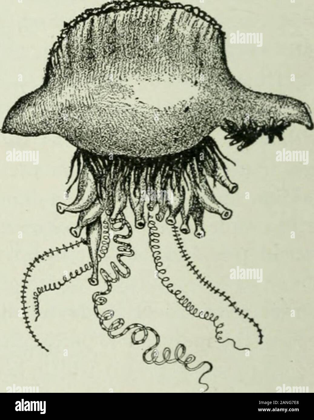 Hydra Star System High Resolution Stock Photography and Images - Alamy