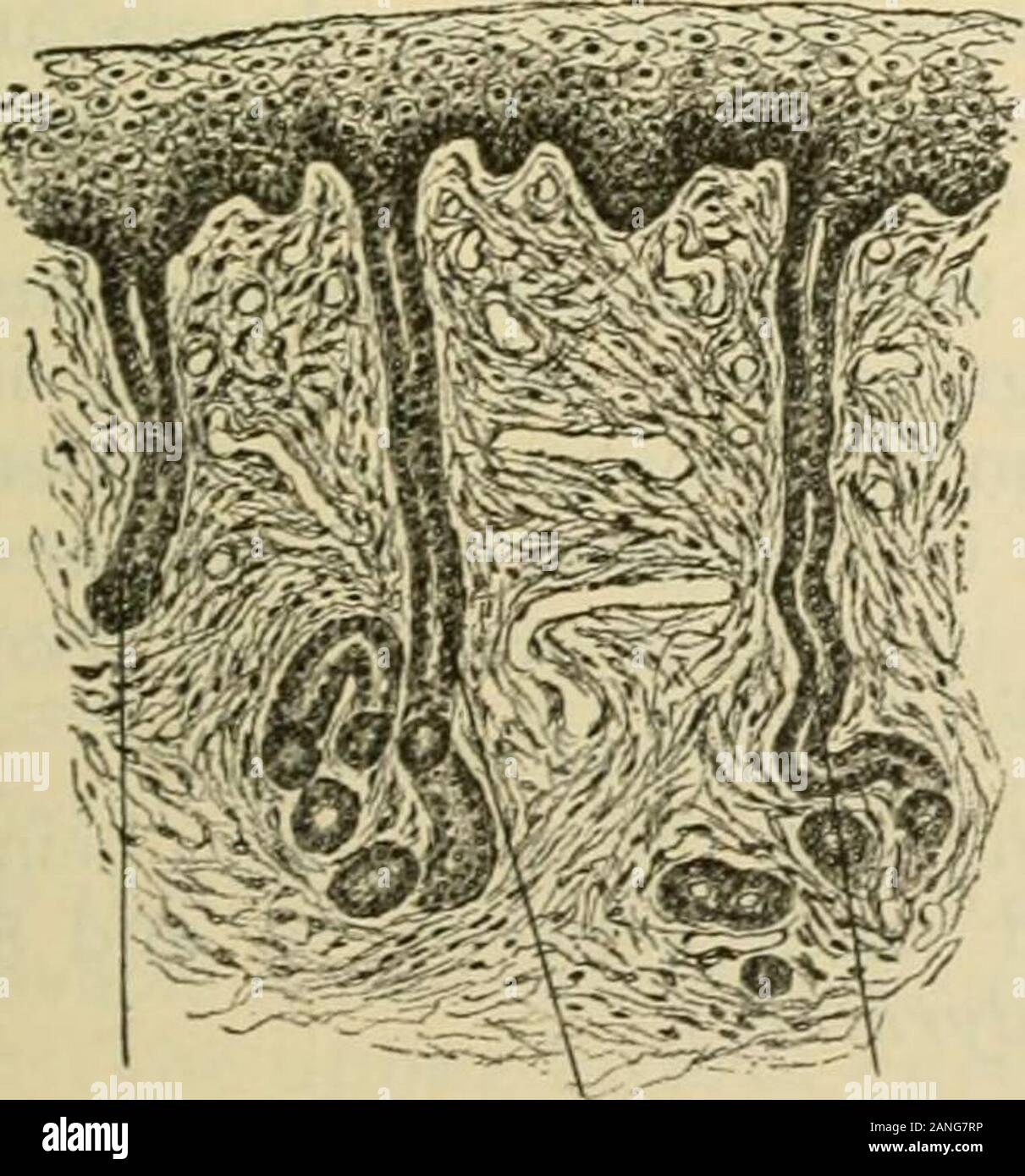 Nail anatomy matrix hi-res stock photography and images - Alamy