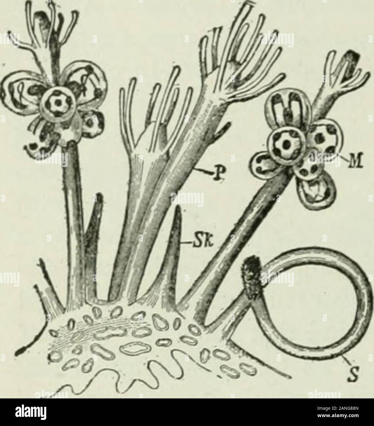 Pseudopods hi-res stock photography and images - Alamy