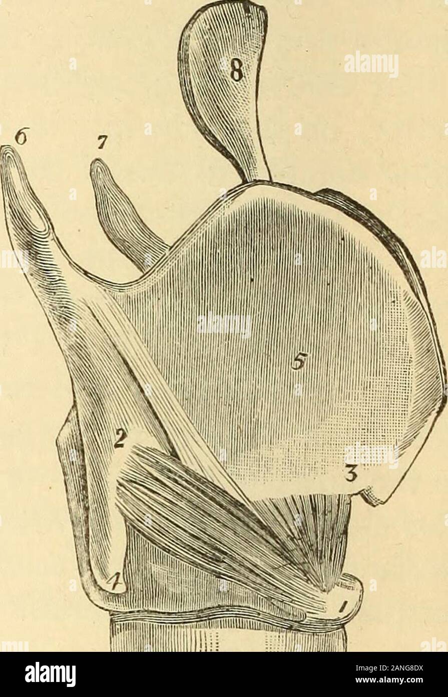 A text-book on diseases of the ear, nose and throat . Course of the ...