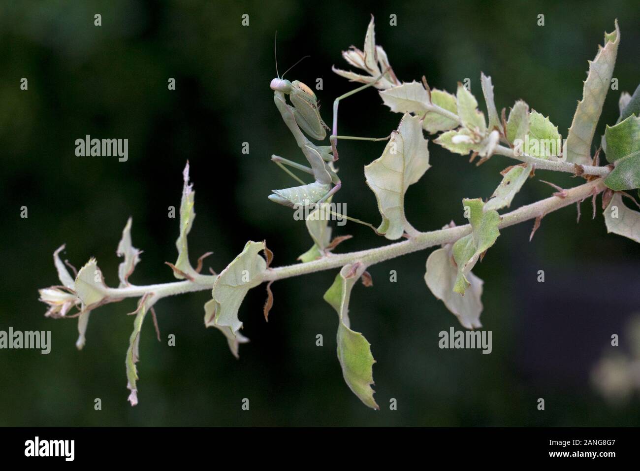 European Mantis (Mantis religiosa Stock Photo - Alamy