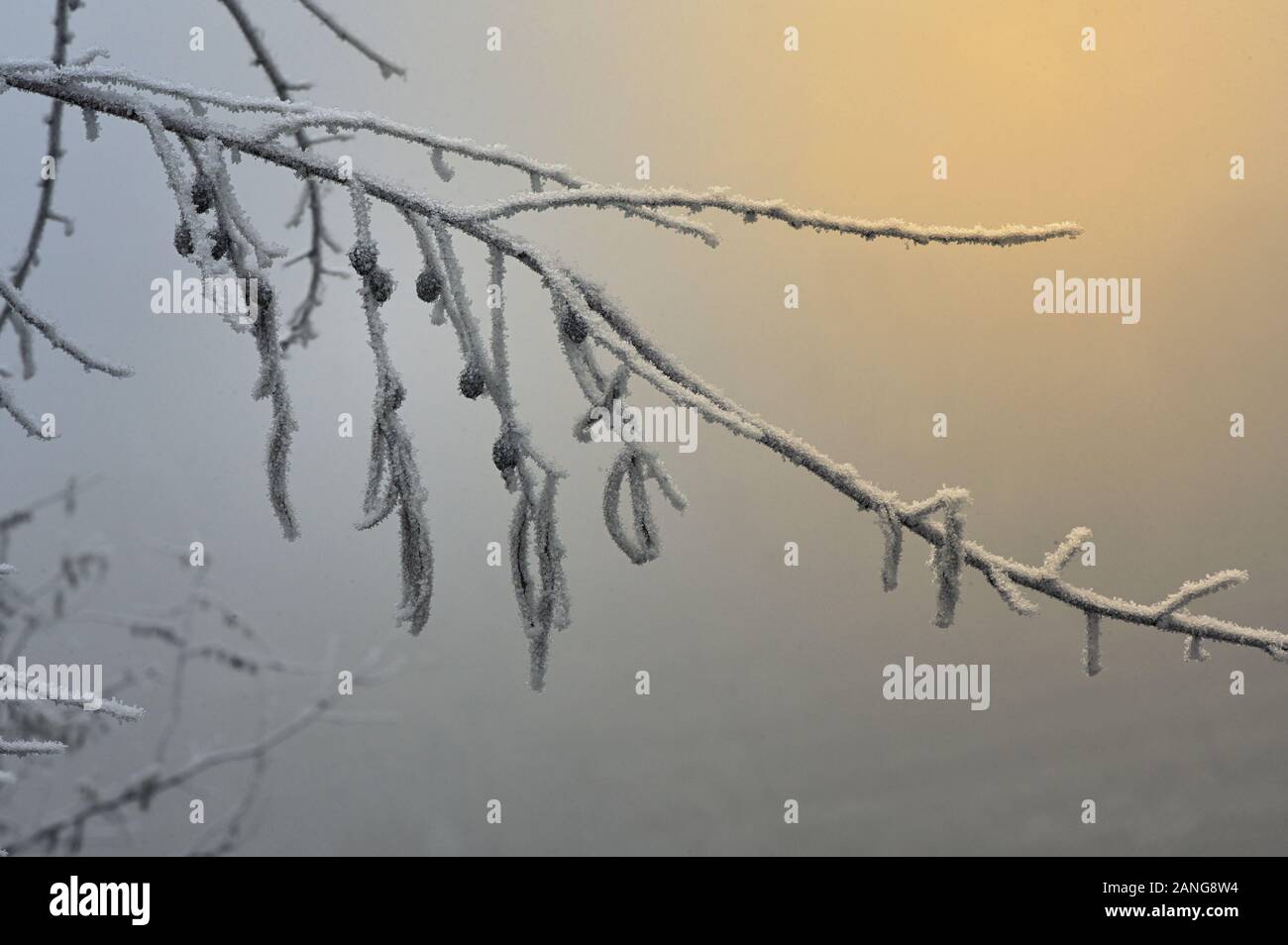 Frosty Winter Morning Landscape With Mist Stock Photo - Alamy