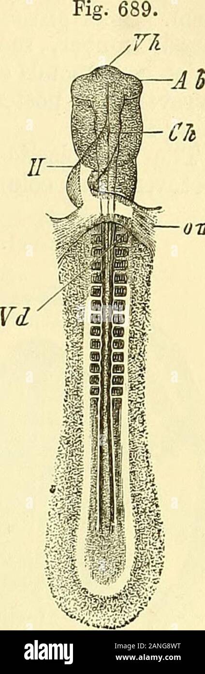 Quain's elements of anatomy . fold ; inthe middle part of the embryo ...