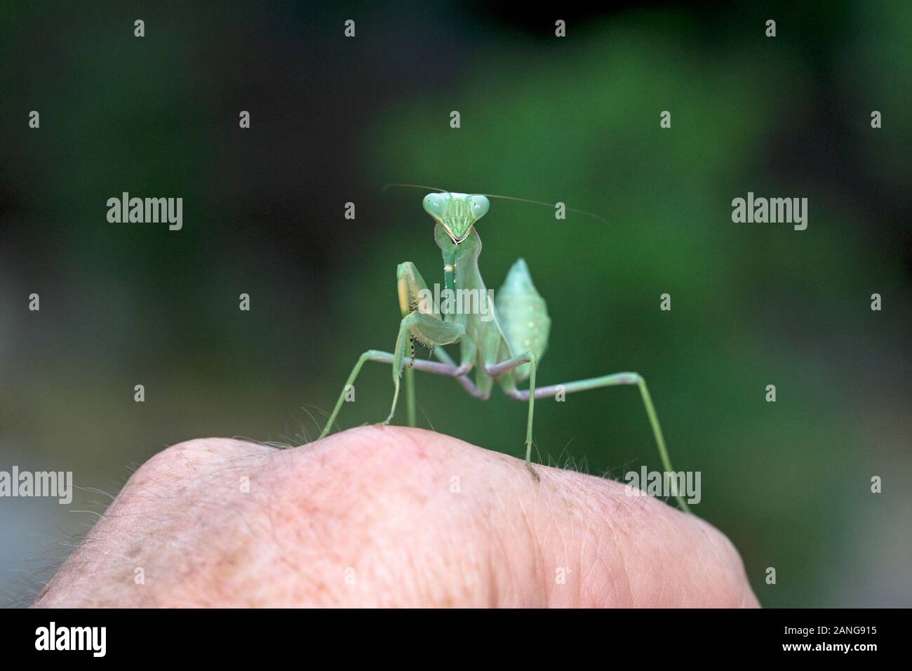 European Mantis (Mantis religiosa Stock Photo - Alamy