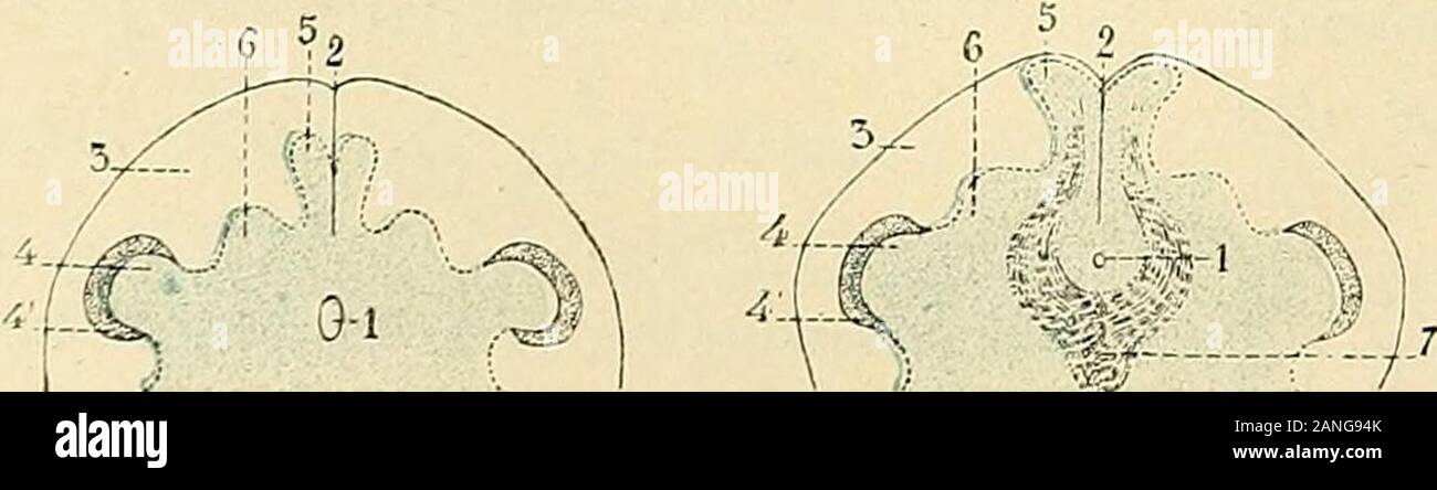 Traité d'anatomie humaine . Fig. 38 t. Les deux noyaux postérieurs du ...
