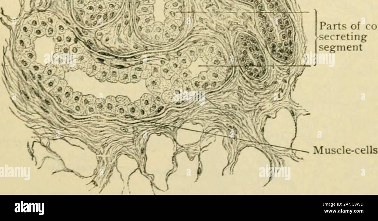 Sweat secreting cells hi-res stock photography and images - Alamy