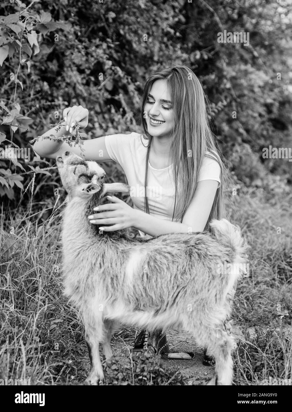 Feeding animal. Animals law. Woman and small goat green grass. Farm and ...