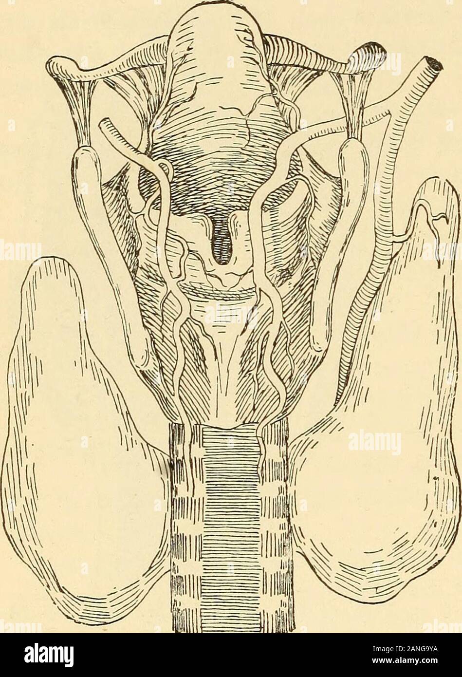 Sacculus laryngis hi-res stock photography and images - Alamy