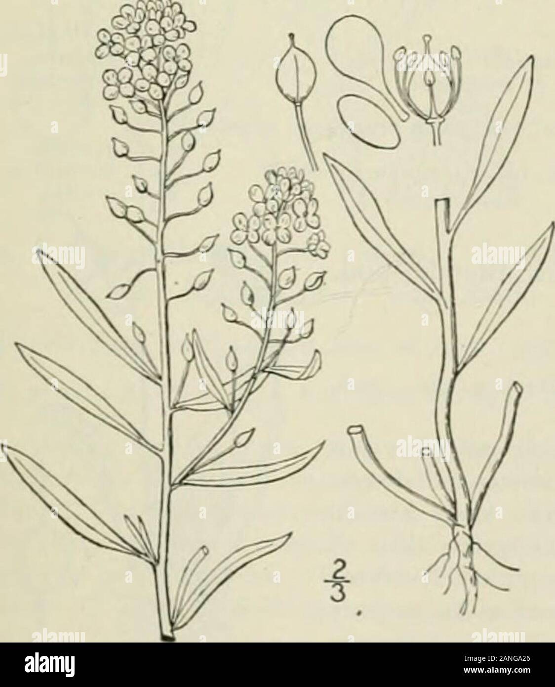 Procumbent stem hi-res stock photography and images - Alamy