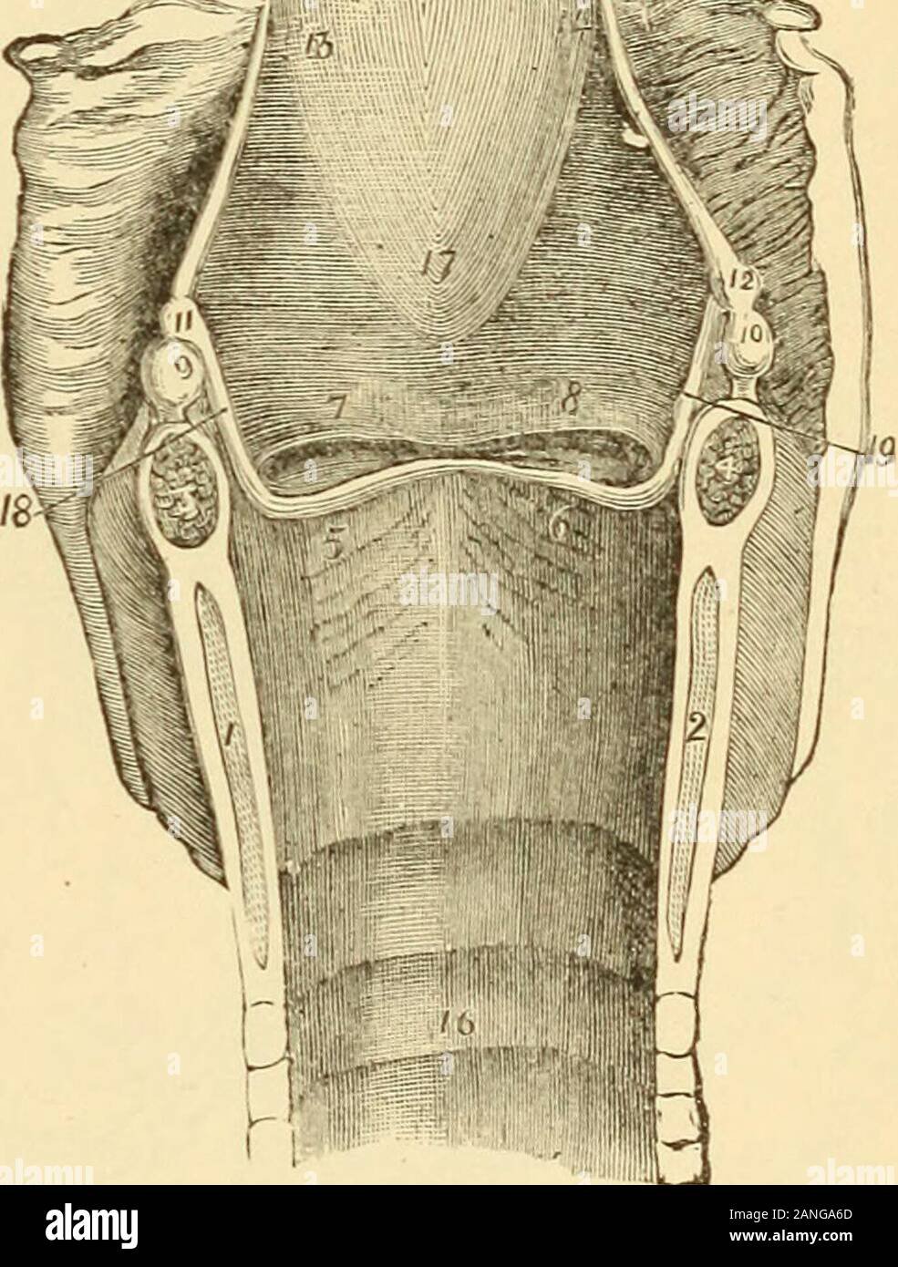 Epiglottic cartilage hi-res stock photography and images - Alamy