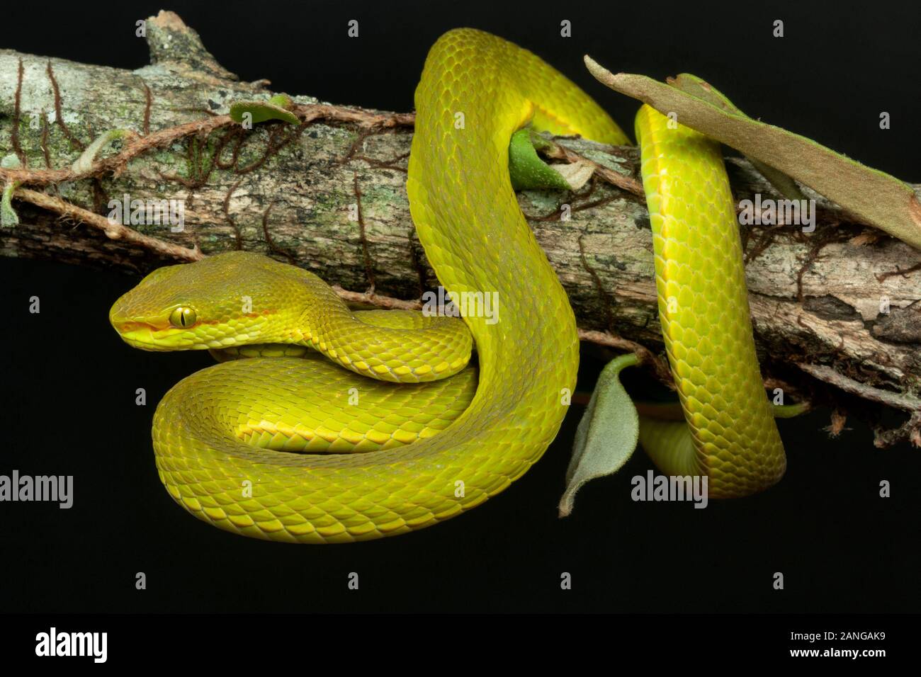 Green pit viper, Trimeresurus sp., ambush predators, northeast India ...