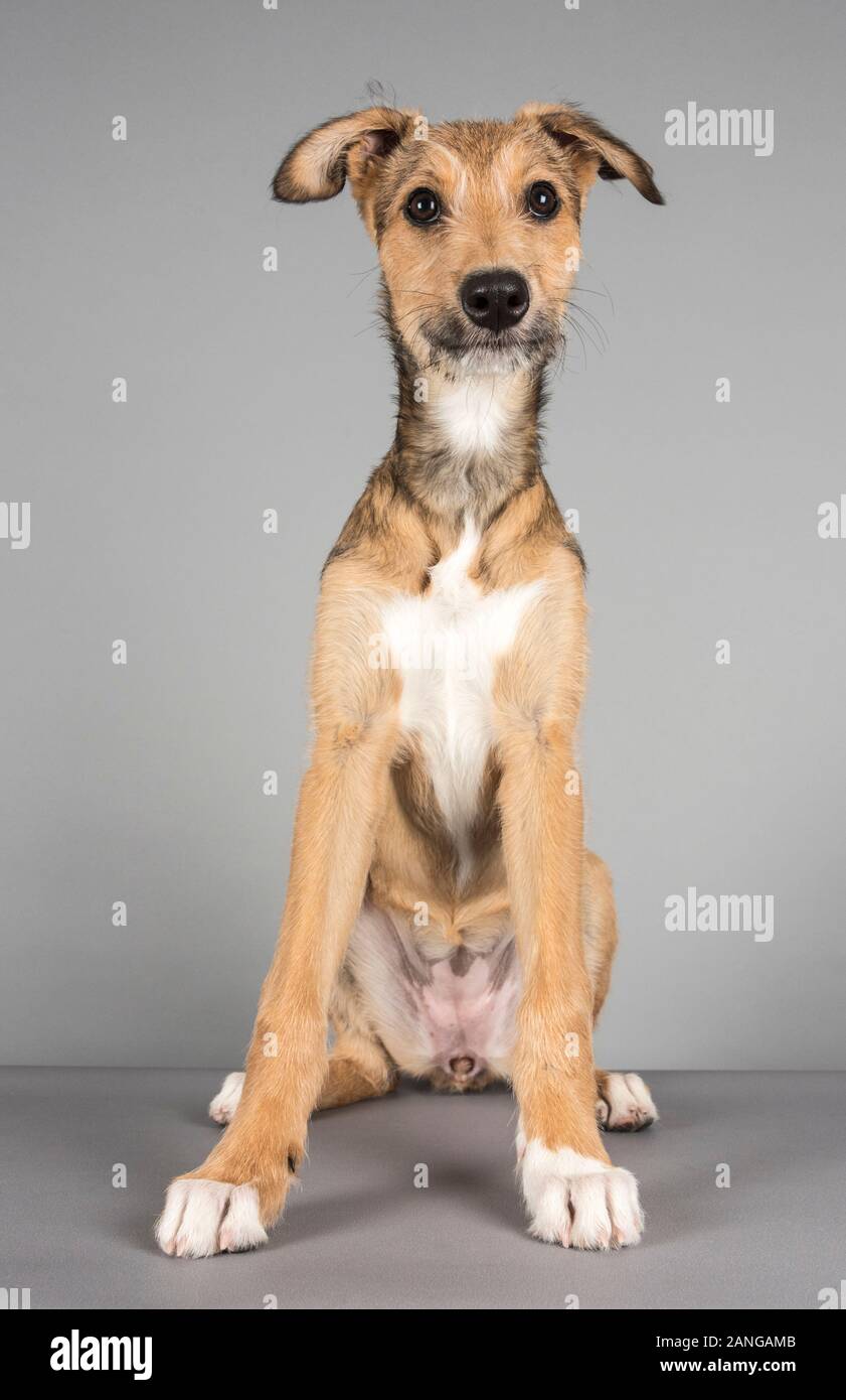 Female Lurcher puppy doing good sitting and waiting, UK Stock Photo - Alamy