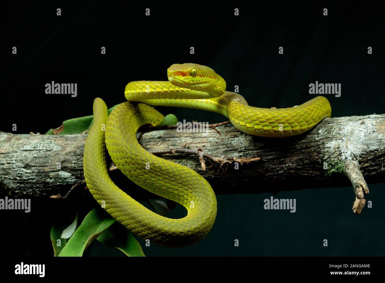 Green pit viper, Trimeresurus sp., ambush predators, northeast India ...
