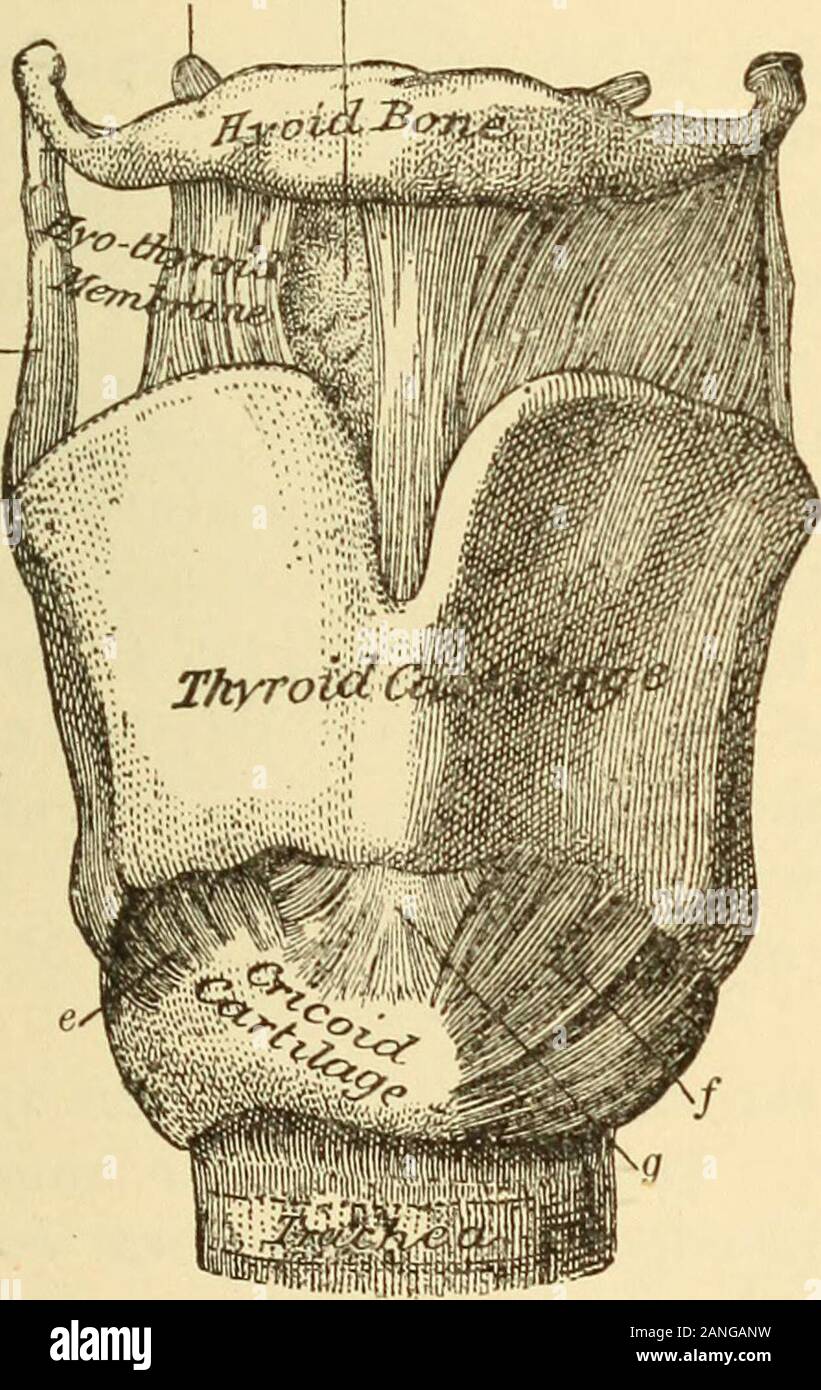 Greater cornu of hyoid hi-res stock photography and images - Alamy