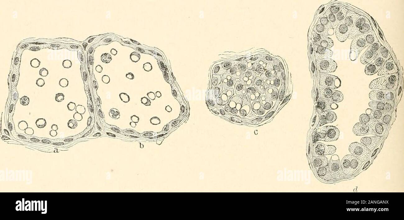 Human physiology . nd a few colostrum corpuscles floated.The epithelium ...