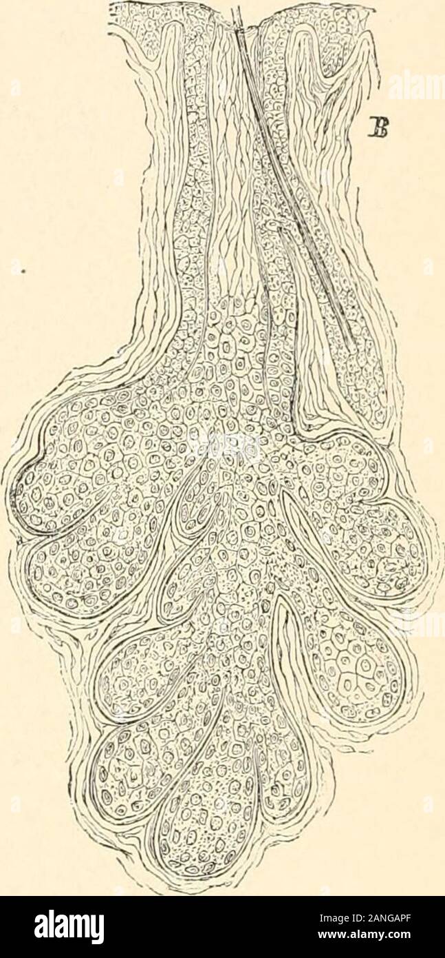 Human physiology . Fia. 138.—(Left.) Hair follicle, longitudinal ...