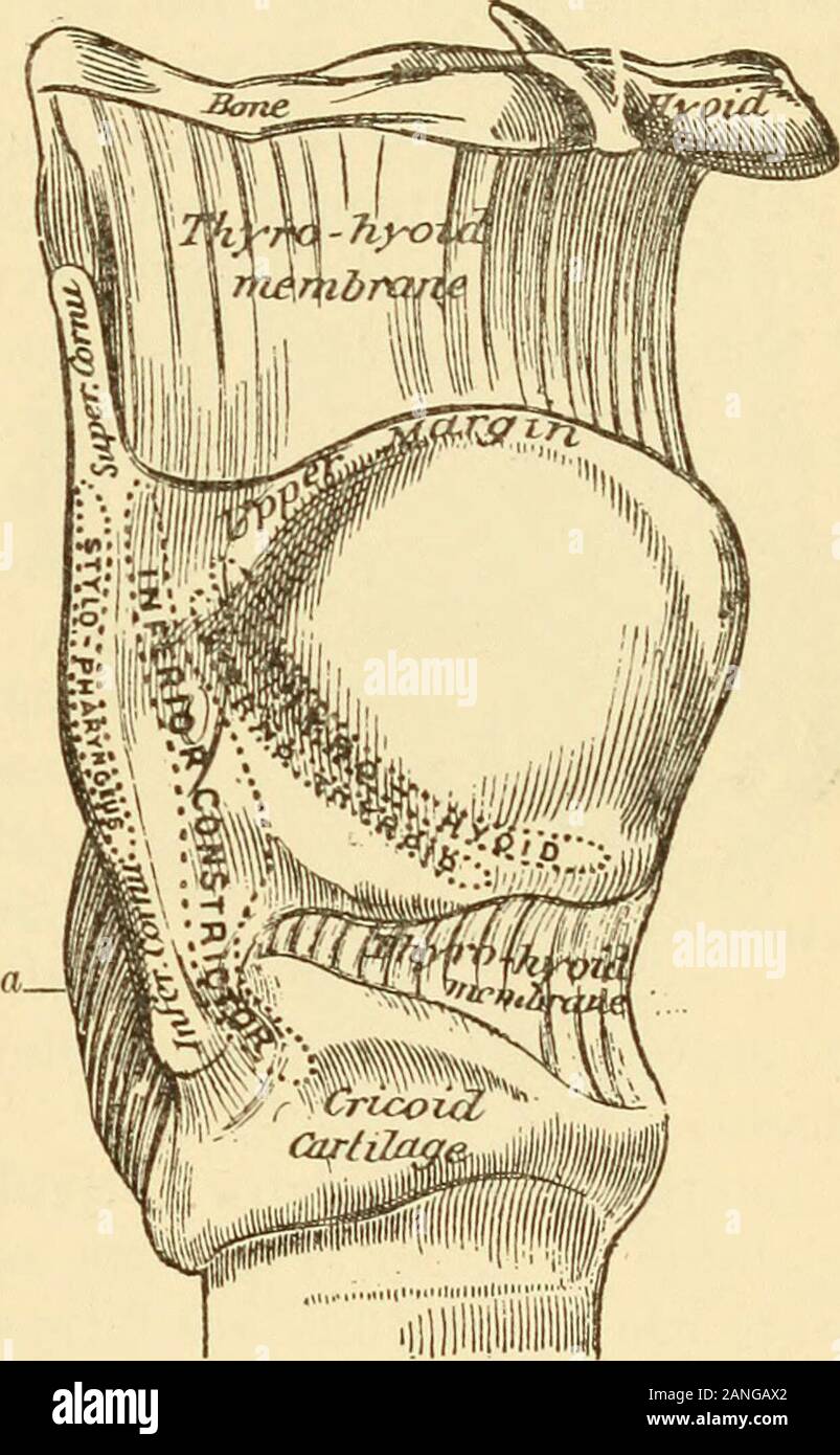 A text-book on diseases of the ear, nose and throat . The hyoid. bone ...