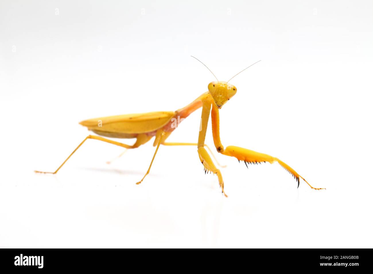 Giant Asian Yellow Praying Mantis (Hierodula membranacea) isolated on ...