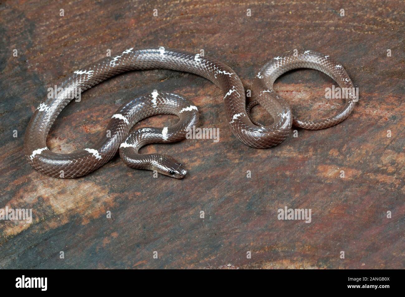 Snakes of bangladesh hi-res stock photography and images - Alamy
