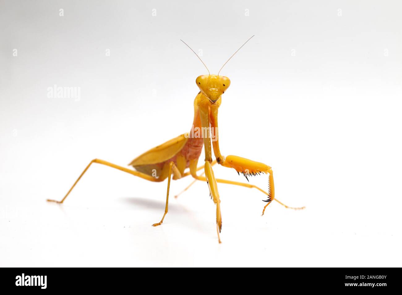 Giant Asian Yellow Praying Mantis (Hierodula membranacea) isolated on ...