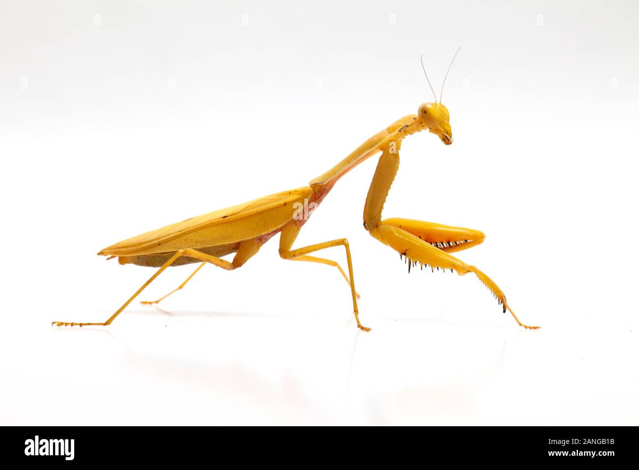 Giant Asian Yellow Praying Mantis (Hierodula membranacea) isolated on ...