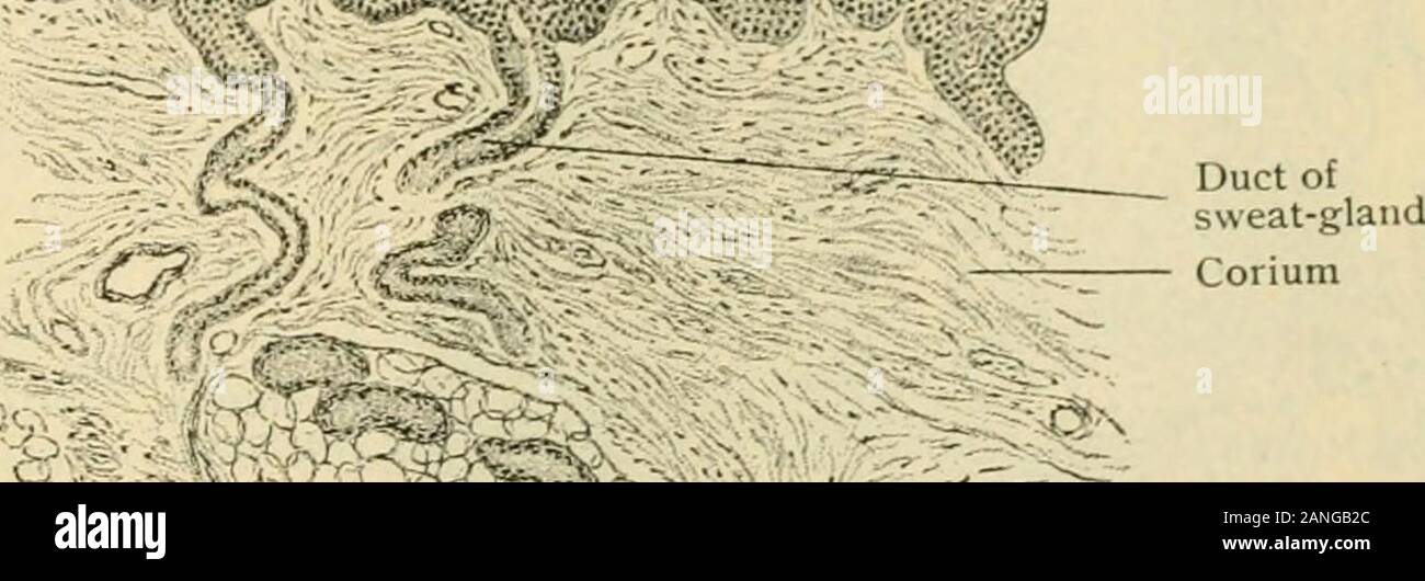 Human anatomy, including structure and development and practical ...