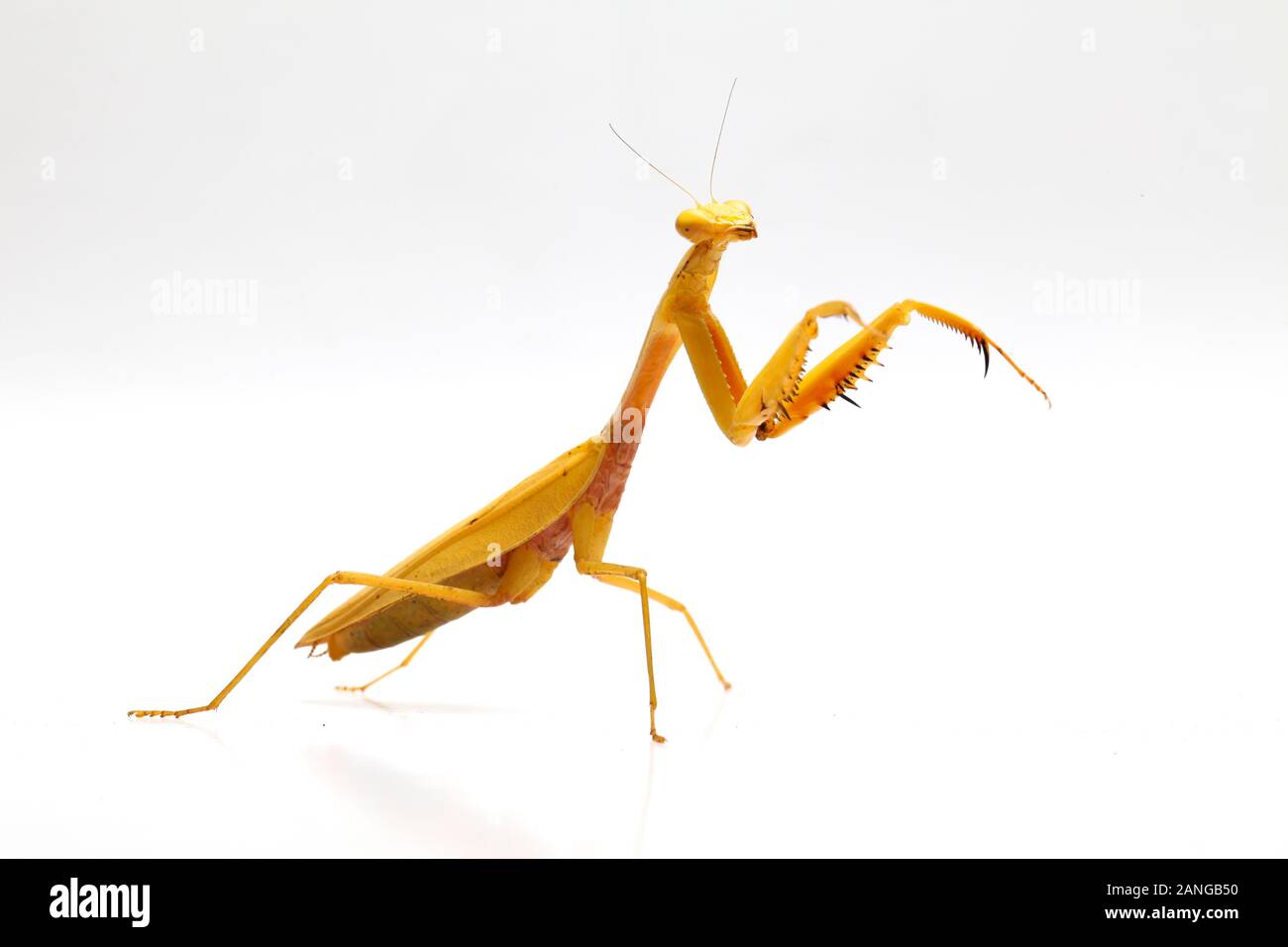 Giant Asian Yellow Praying Mantis (Hierodula membranacea) isolated on ...