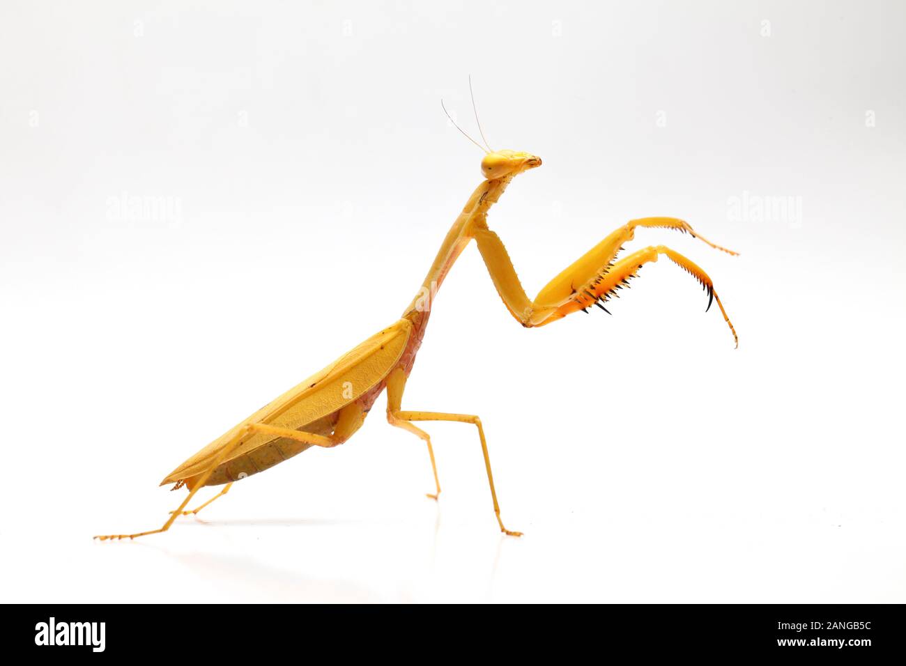 Giant Asian Yellow Praying Mantis (Hierodula membranacea) isolated on ...