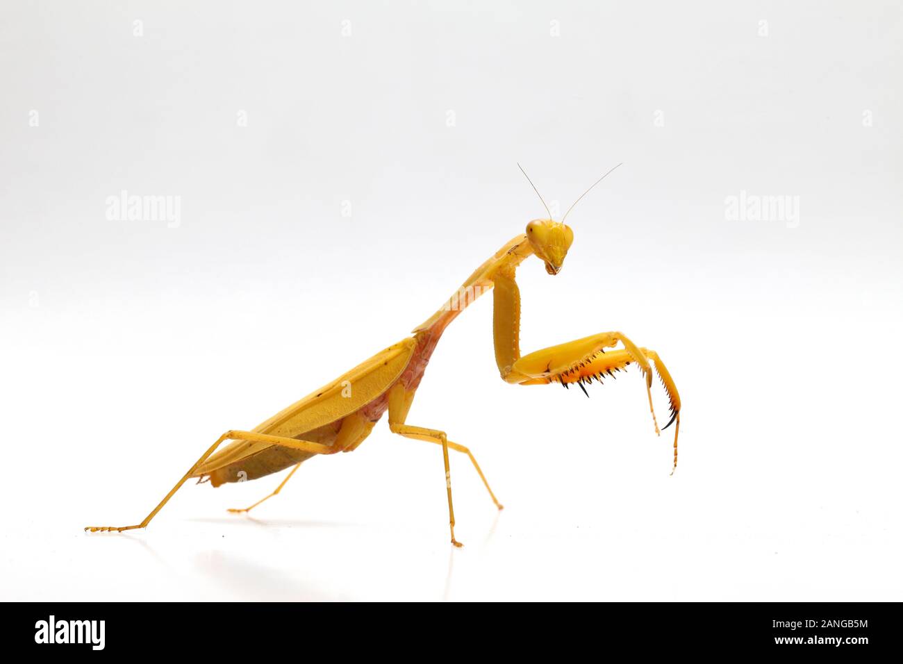 Giant Asian Yellow Praying Mantis (Hierodula membranacea) isolated on ...