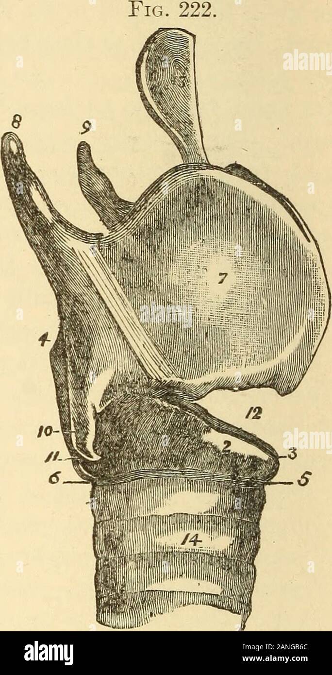 A text-book on diseases of the ear, nose and throat . Front view of the ...