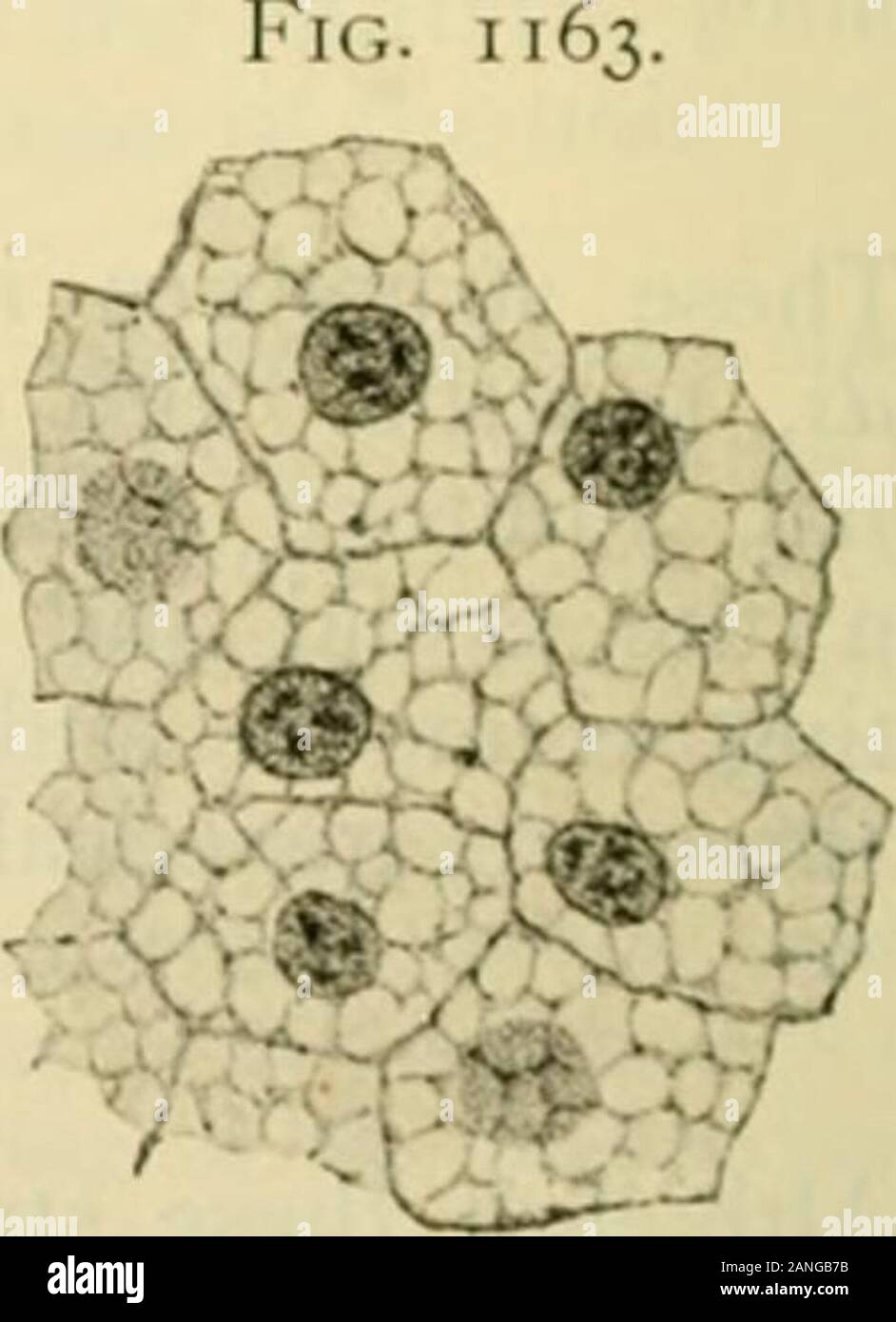 Anatomy of human buttocks hi-res stock photography and images - Alamy