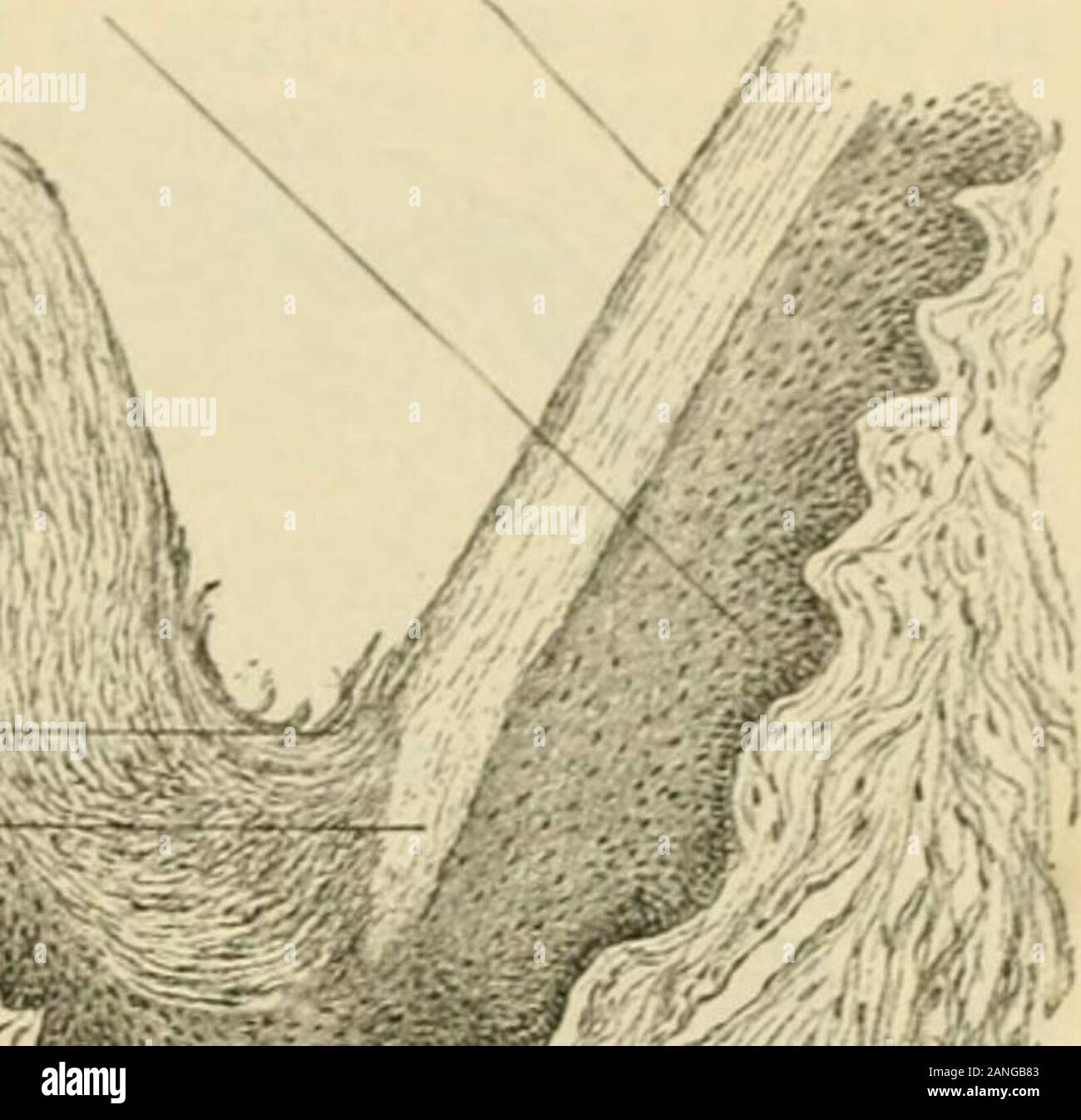 Human anatomy, including structure and development and practical ...