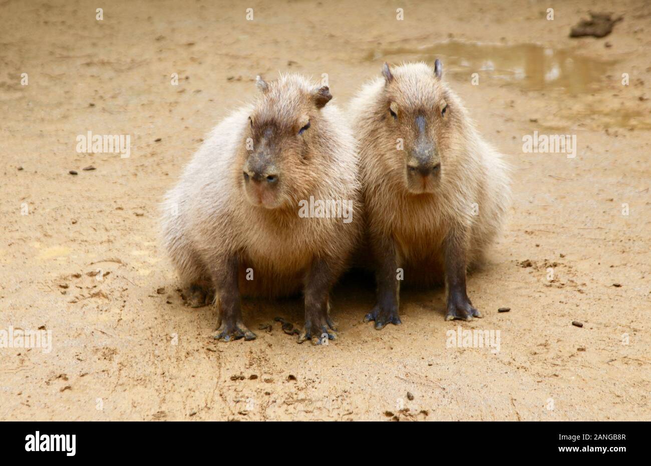 Fukuoka zoo hi-res stock photography and images - Alamy