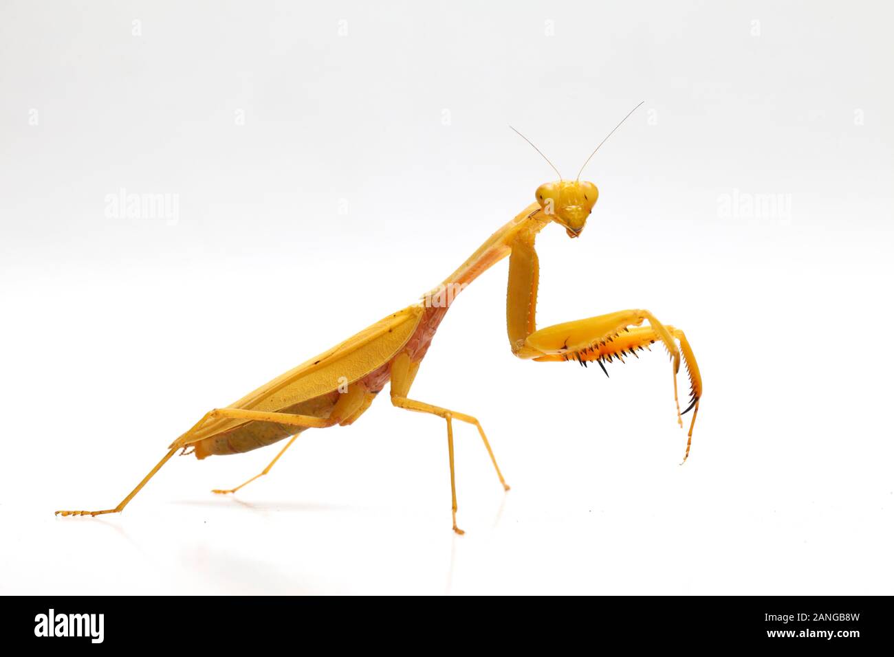 Giant Asian Yellow Praying Mantis (Hierodula membranacea) isolated on ...